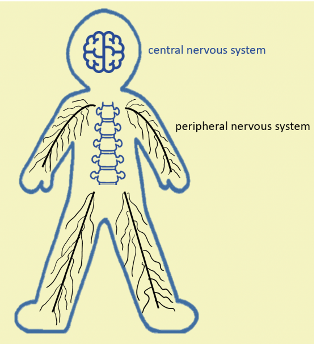 Brain Highway - The Brain Bunch