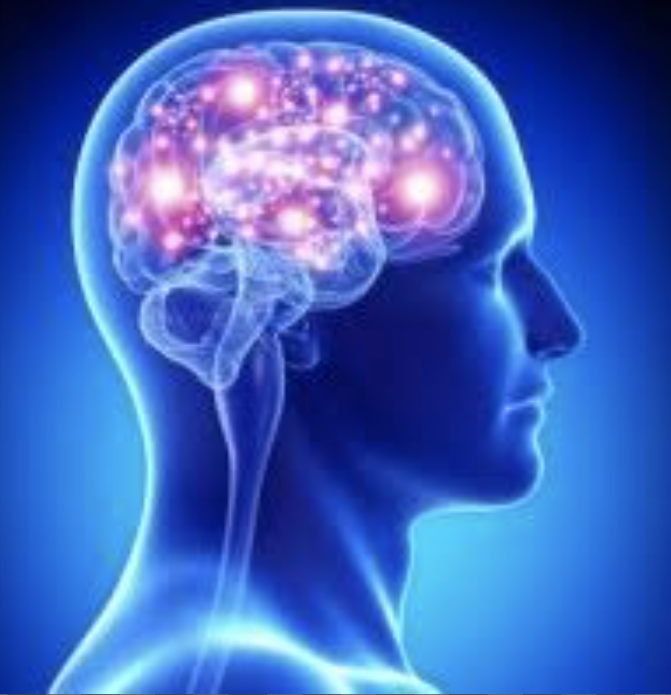 Our Brain Through the Ages - The Brain Bunch